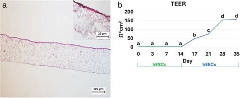 Characterization Of The 3d Endometrial Model A Representative Images