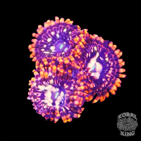 Utter Chaos Zoa Koral King