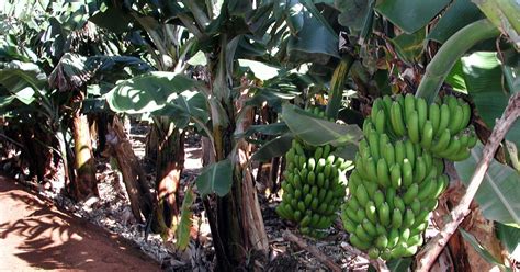 Ecuador Eleva A Usd 685 El Precio Mínimo De Sustentación De La Caja De
