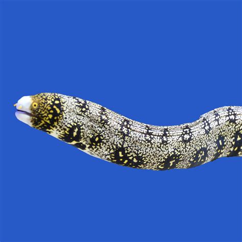 Snowflake Eel Aquatic Collection Aquarium