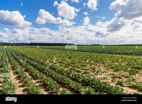 A Field With A Cabbage Harvest In The Summer Season Growing A New