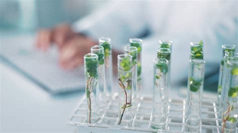 Test Tube Ecology And Leaf Science And Innovation In Laboratory