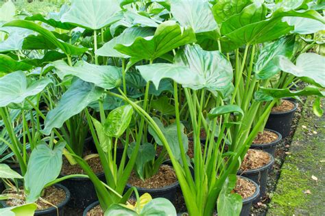 Alocasia Cucullata Verzorging Info And Stekken