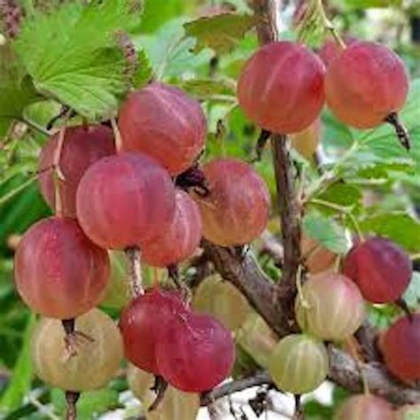 10 Pixwell Gooseberry Plant Ribes Uva Crispa Fruit Starter Etsy