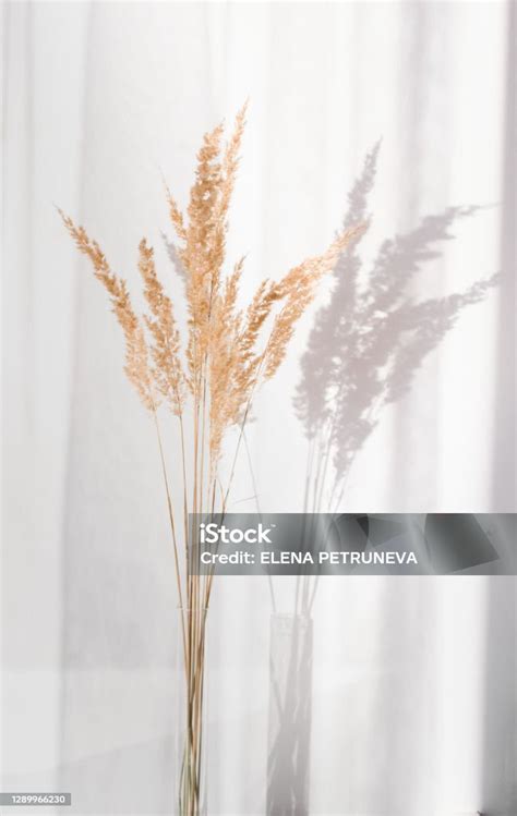 현대적인 세련되고 미니멀한 인테리어의 밝은 배경에 유리 화병에 베이지 색 지팡이의 섬세한 건조 가지 중립색조와 색조의 아름다운 자연 배경 트렌디한 스타일 0명에 대한 스톡