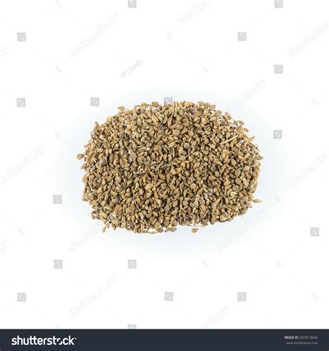 dried herbs ajowan trachyspermum ammi l sprague carum copticum