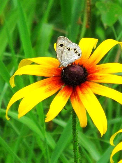 超过 30000 张关于“butterfly Foraging”和“蝴蝶”的免费图片 Pixabay