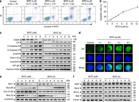 Treatment With Bitc Results In Mcl 1 Downregulation Translocation Of Download Scientific
