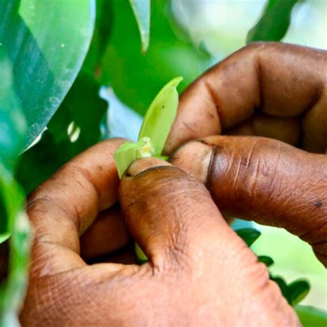 Vanilla Splits Vanilla Bean Splits For Extractindustry Madagascar Vanilla Company
