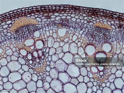 Plant Stem Cortex And Pith 照片檔及更多 幹細胞 照片 Istock
