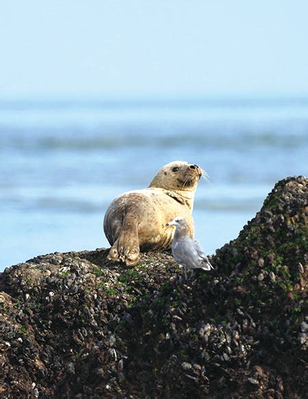 백령도 앞바다 점박이물범 천국이네