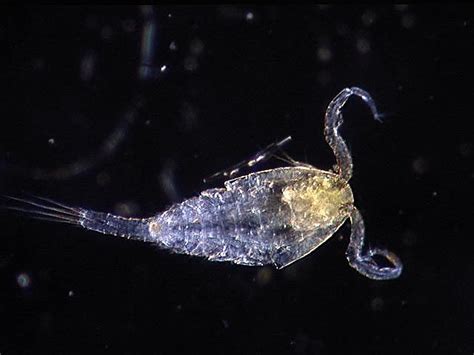Subclass Copepoda