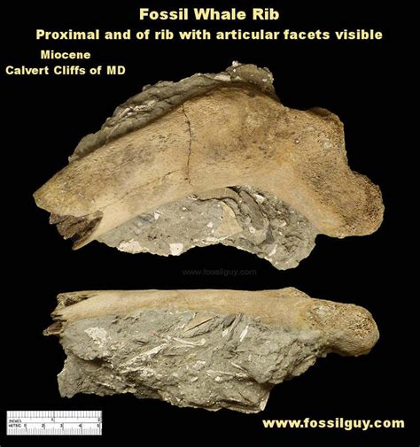 Proximal End Of A Whale Rib Fossil From The Calvert Cliffs Of Maryland