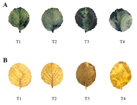 Effects Of Exogenous Selenium On Dab And Nbt Staining Of Leaves Of Download Scientific Diagram