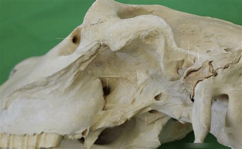The Skull Diagram 4 Diagram Quizlet