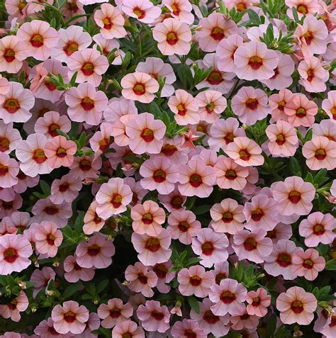 Калибрахоа Пинк Бласт (70 фото) - фото - картинки и рисунки: скачать ...