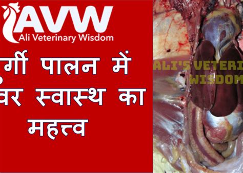 Layer Feed Formulation How To Formulate Layer Feed Ali Veterinary Wisdom