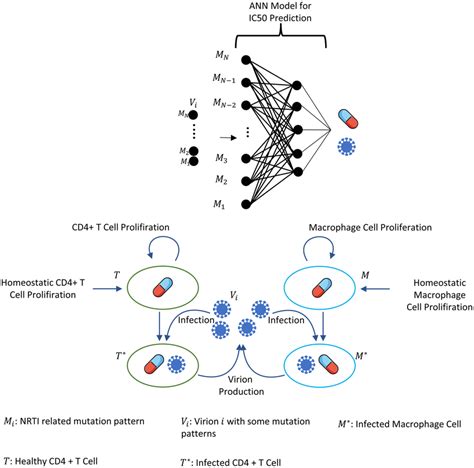 Illustration Of The Core Parts Of Multi Strain Within Host Model 5 Download Scientific