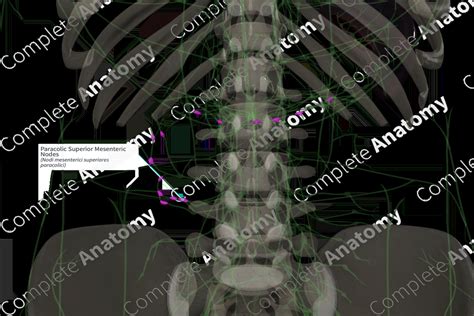 Paracolic Superior Mesenteric Nodes Complete Anatomy