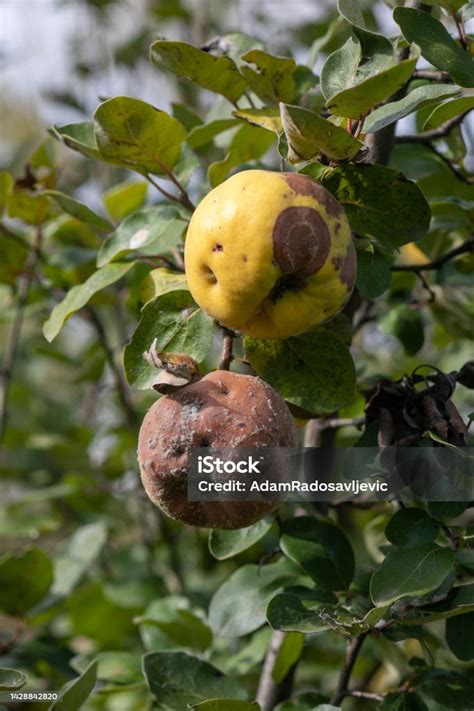 Foto De Quince De Maçã Podre Na Árvore Frutífera Doença Da Planta De