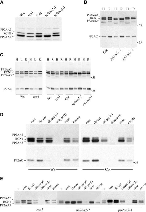 Pp2a A Subunit Expression In Wild Type And Mutant Plants Download