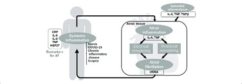Inflammation And Atrial Fibrillation Download Scientific Diagram