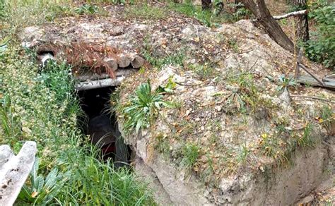 У Чорнобильській зоні підраховують збитки завданні російськими окупантами довкіллю фото