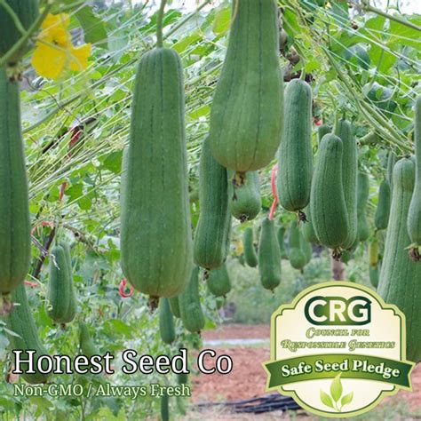 Luffa Sponge Gourd Seeds Honest Seed Co