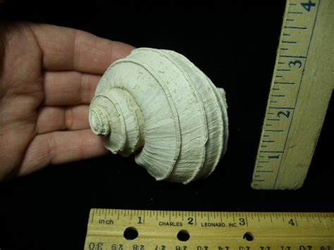Complete Fossil Gastropod 030121g The Stones And Bones Collection