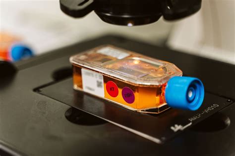 Single Nucleotide Polymorphism Snp Microarray Wicell