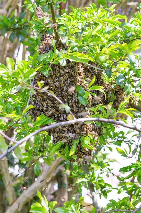 What Are Scout Bees What Makes Them So Important