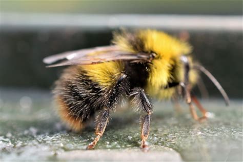 Ian Brown On Twitter Good Deed For The Day Gave This Tired Little Bee Some Sugared Water To