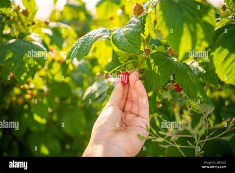 Branches Of Ripe Red Juicy Raspberry In Raspberry Self Picking Plantation In Czech Republic