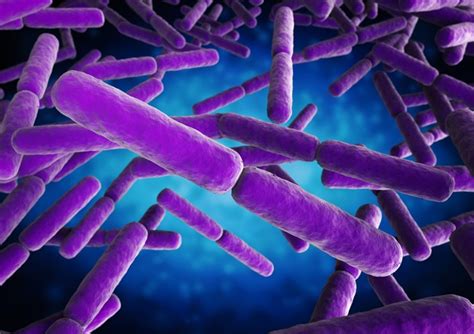 Clostridium Spp Fact Sheet Wickham Micro