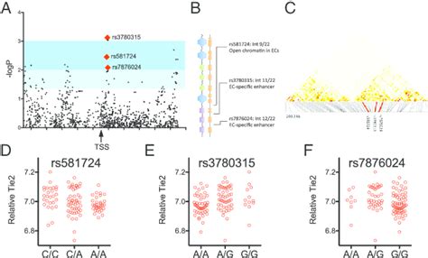 Common Genetic Variation Affects Basal Tie2 Expression A Putative
