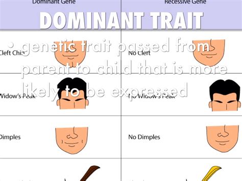 Genetic Traits List Dominant And Recessive