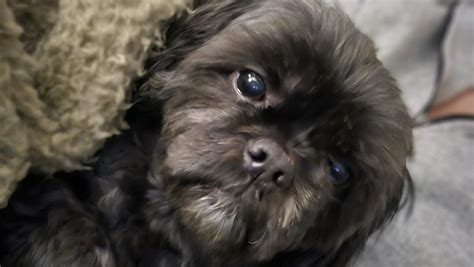 Fundraiser By Hayley Williams Help Sid Walk Again ️