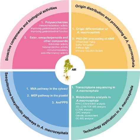 Current Progress Of A Macrocephala Download Scientific Diagram