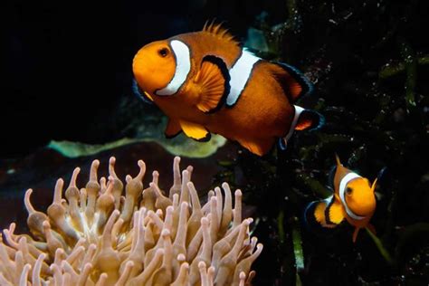 For Anemonefish Male To Female Sex Change Happens First In The Brain Neuroscience News
