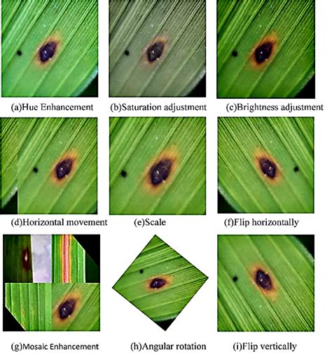 Figure 1 From Diagnosis And Application Of Rice Diseases Based On Deep Learning Semantic Scholar