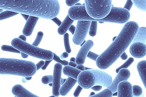 Lactobacillus (Лактобактерии) | Пробиотики Нормофлорины – лечение ...