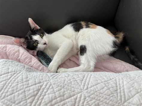 코리안 숏헤어 토우토우 고양이 책임입양 아이조아 유기방지입양 파양 강아지보호소 고양이보호소 무료분양센터