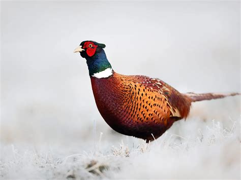 Pheasant Nesting Behaviour Location Bird Fact