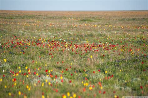 Как выглядит степь картинки