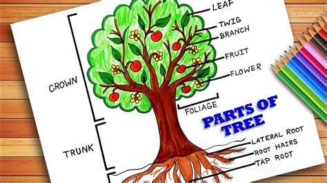Illustration Of A Labeled Tree