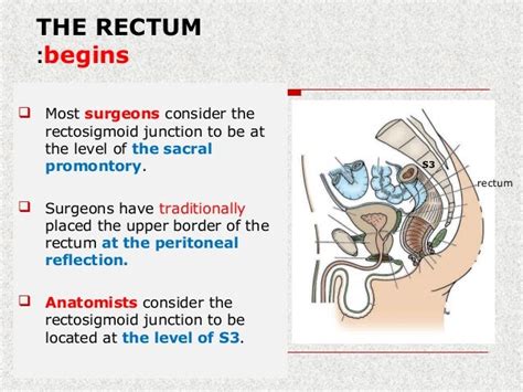 Surgical Rectal Anatomy