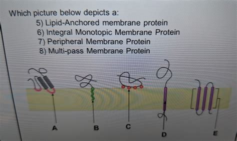 Solved Which Picture Below Depicts A Lipid Anchored Chegg