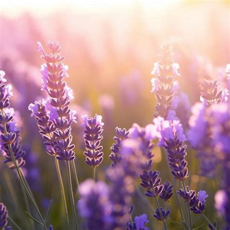 Cartilla Militar 2021 Cuándo Es La Fecha Límite Para Recoger La Hoja