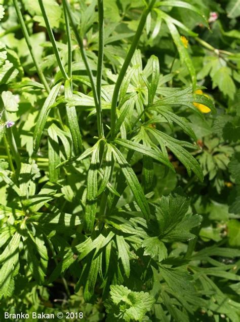 Ripeča Zlatica Urbanatura