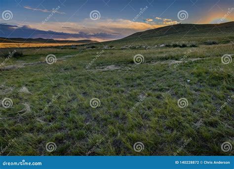 Colorful Sunset With Dark Grass In The Foreground And Sheep In Front Of